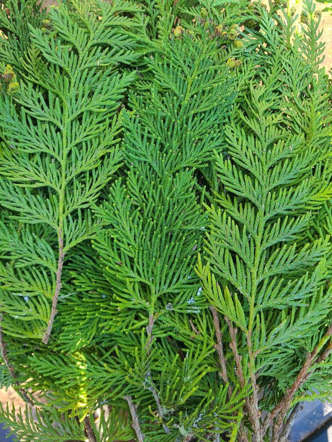 Extended Ship..30 Cedar Twigs, 6-20 Inches Long Random Lengths for ...