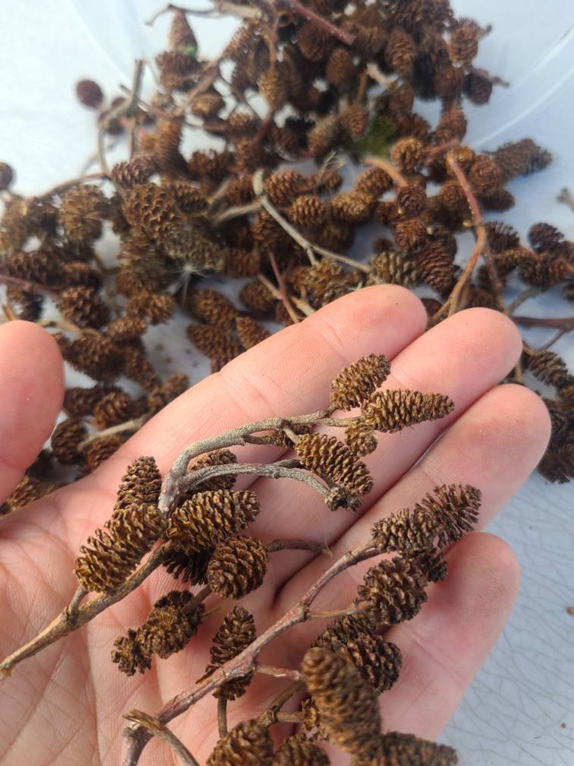 Free Shipping Alder Cones Mini Pinecones Small Pinecones for - Etsy