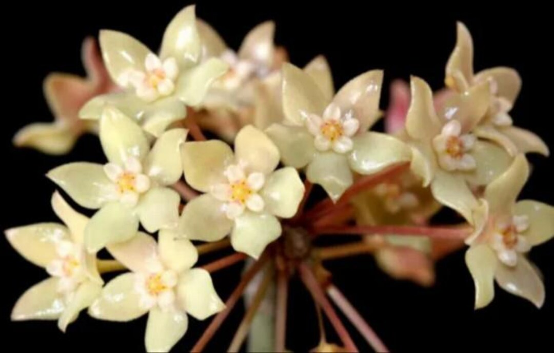 Hoya Latifolia Ssp. Rangsan (fresh Unrooted Cutting) When Purchasing ...
