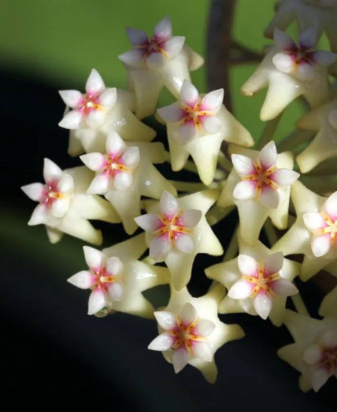 Hoya Verticillata "black Margin" (fresh Unrooted Cutting) (previously ...