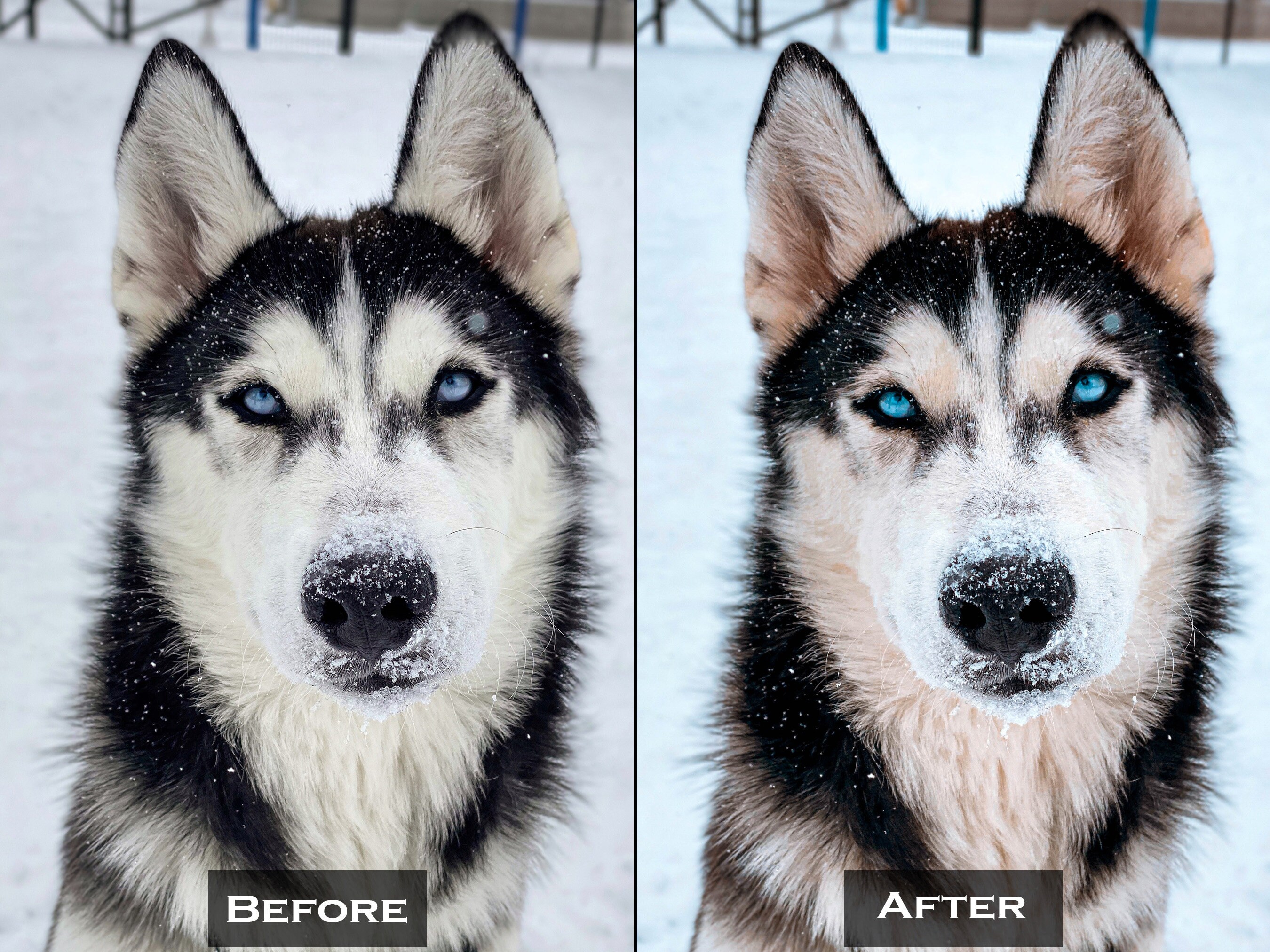 60 MEGA Wildlife Lightroom Preset Pack | Desktop Lightroom Presets ...