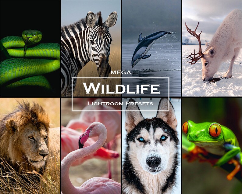 60 MEGA Wildlife Lightroom Preset Pack | Desktop Lightroom Presets ...