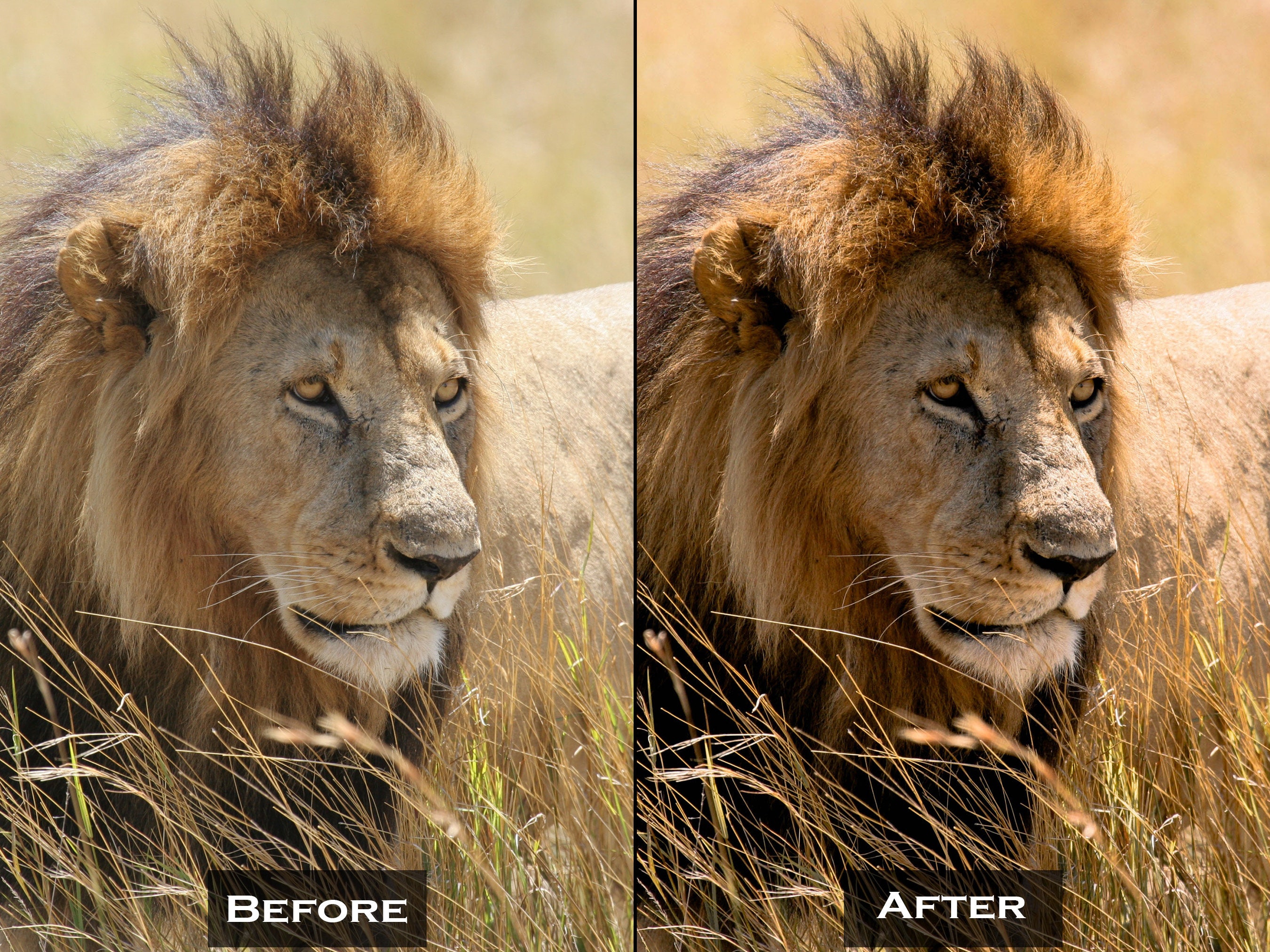 10 Safari Wildlife Lightroom Presets Pack | Mobile and Desktop ...