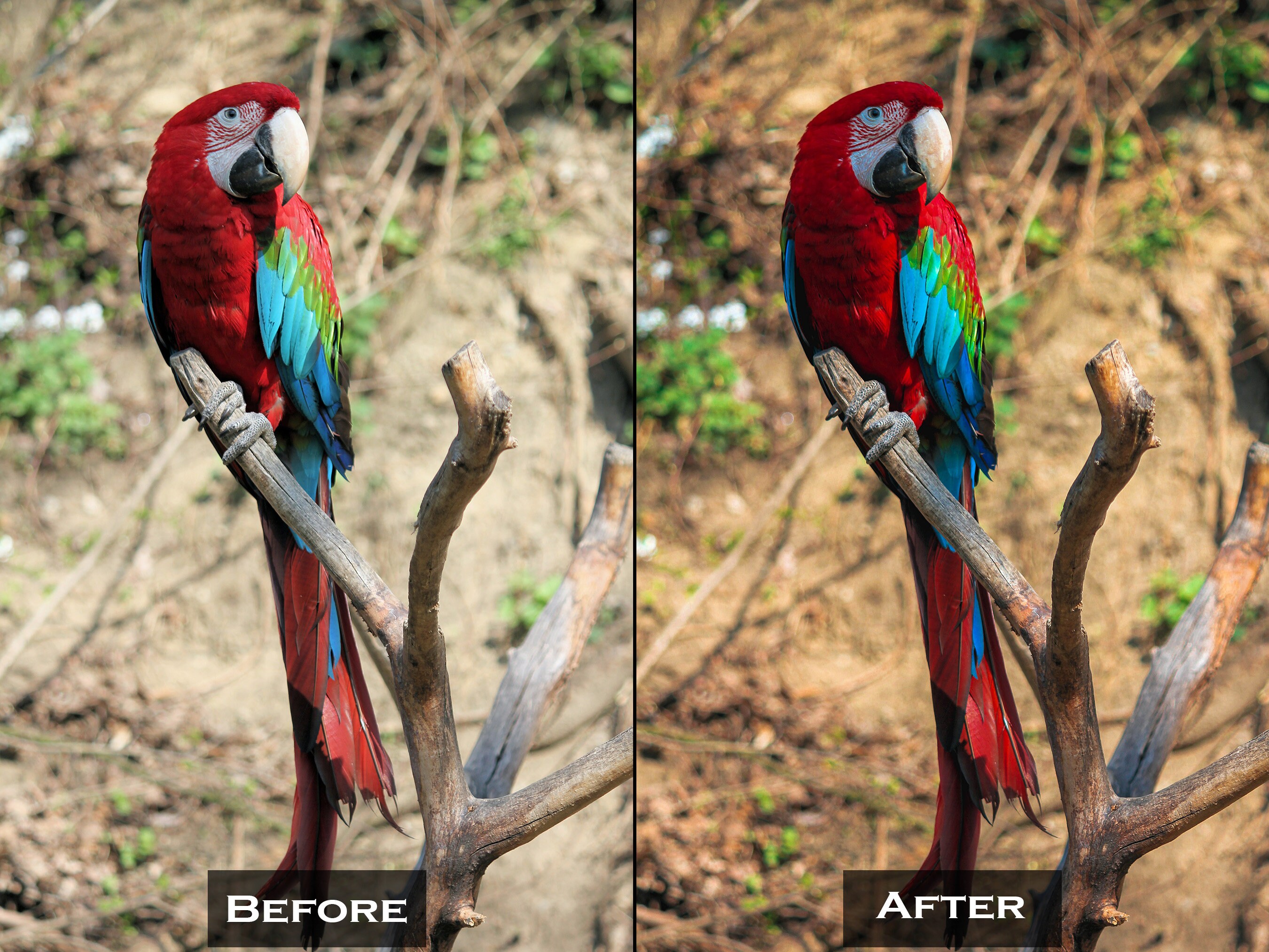10 Bird Wildlife Lightroom Presets Pack | Mobile and Desktop Lightroom ...
