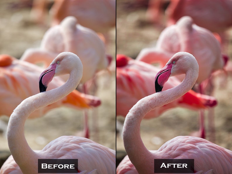 10 Bird Wildlife Lightroom Presets Pack | Mobile and Desktop Lightroom ...