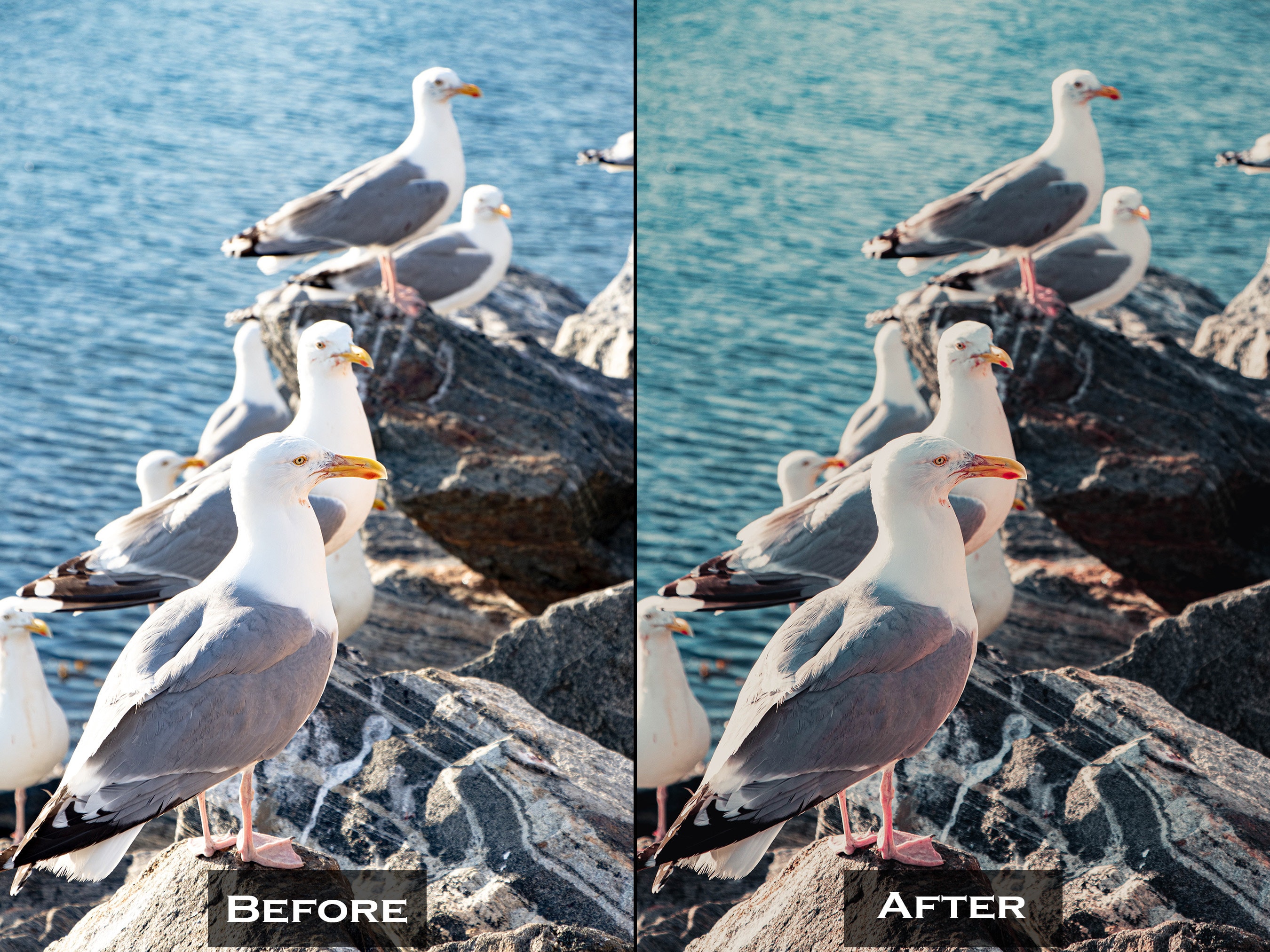 10 Bird Wildlife Lightroom Presets Pack | Mobile and Desktop Lightroom ...