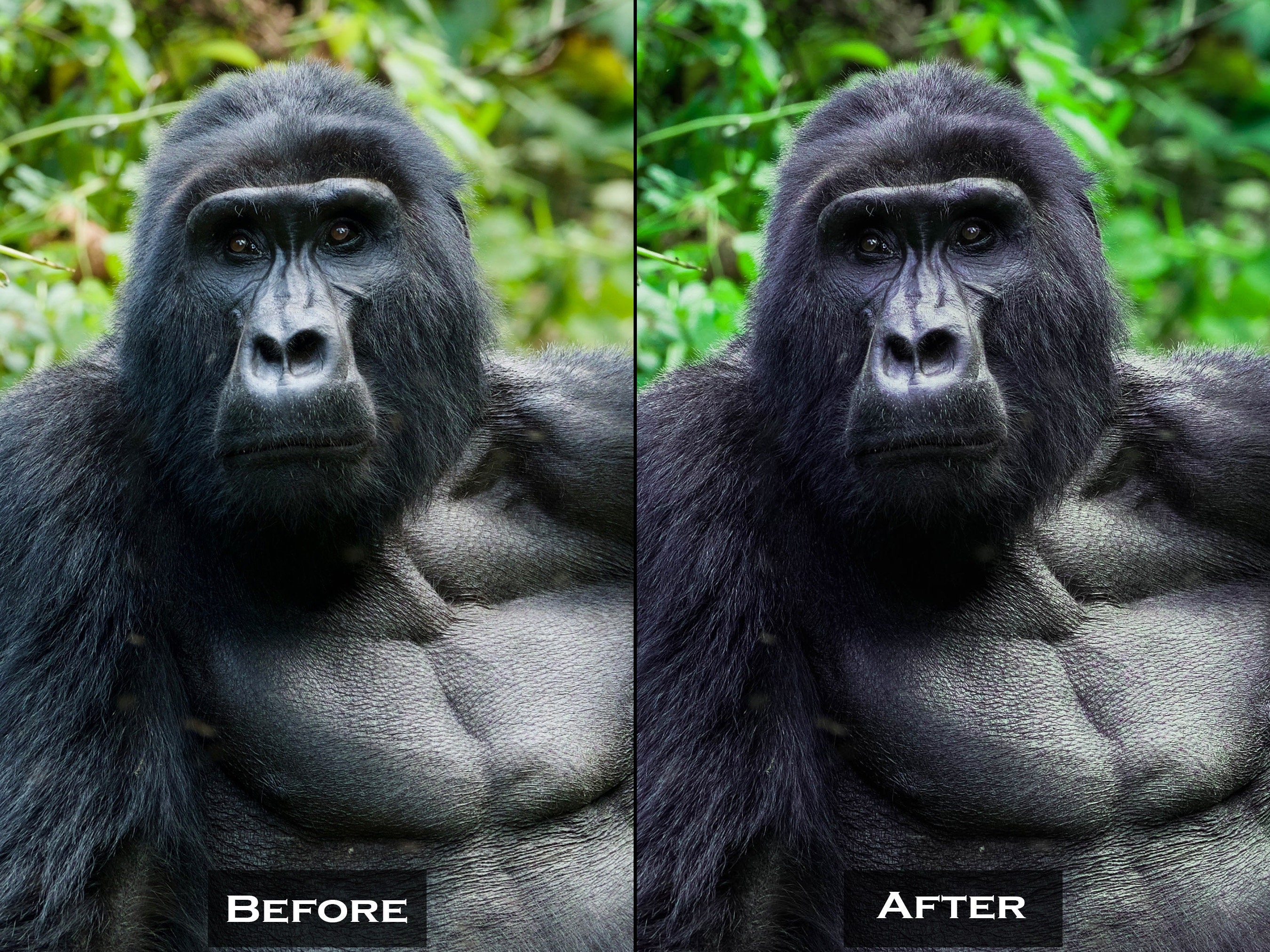 10 Jungle Wildlife Lightroom Presets Pack Mobile and Desktop Lightroom ...