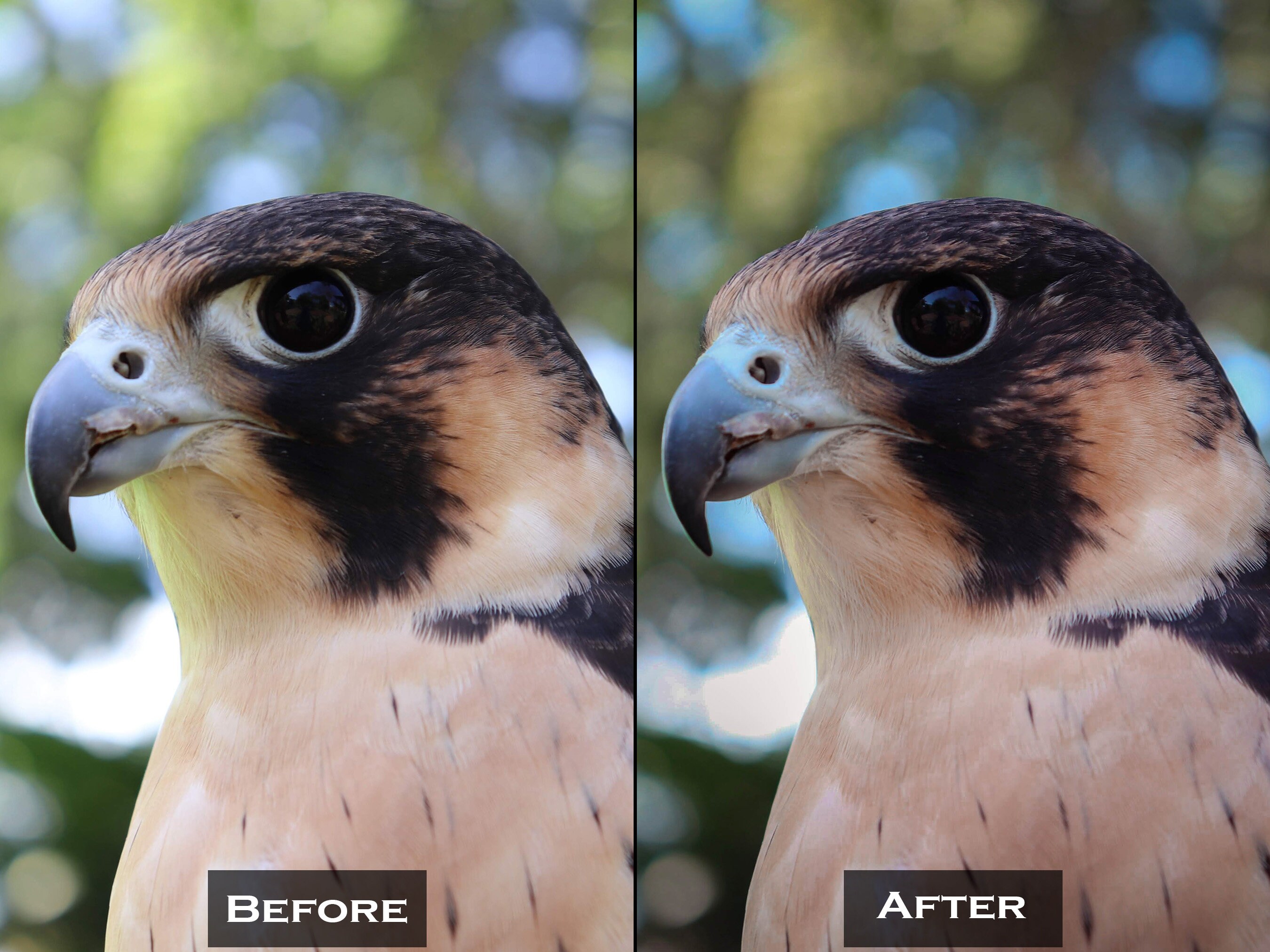 Bird Wildlife Photography Lightroom Presets | Mobile & Desktop (DNG ...