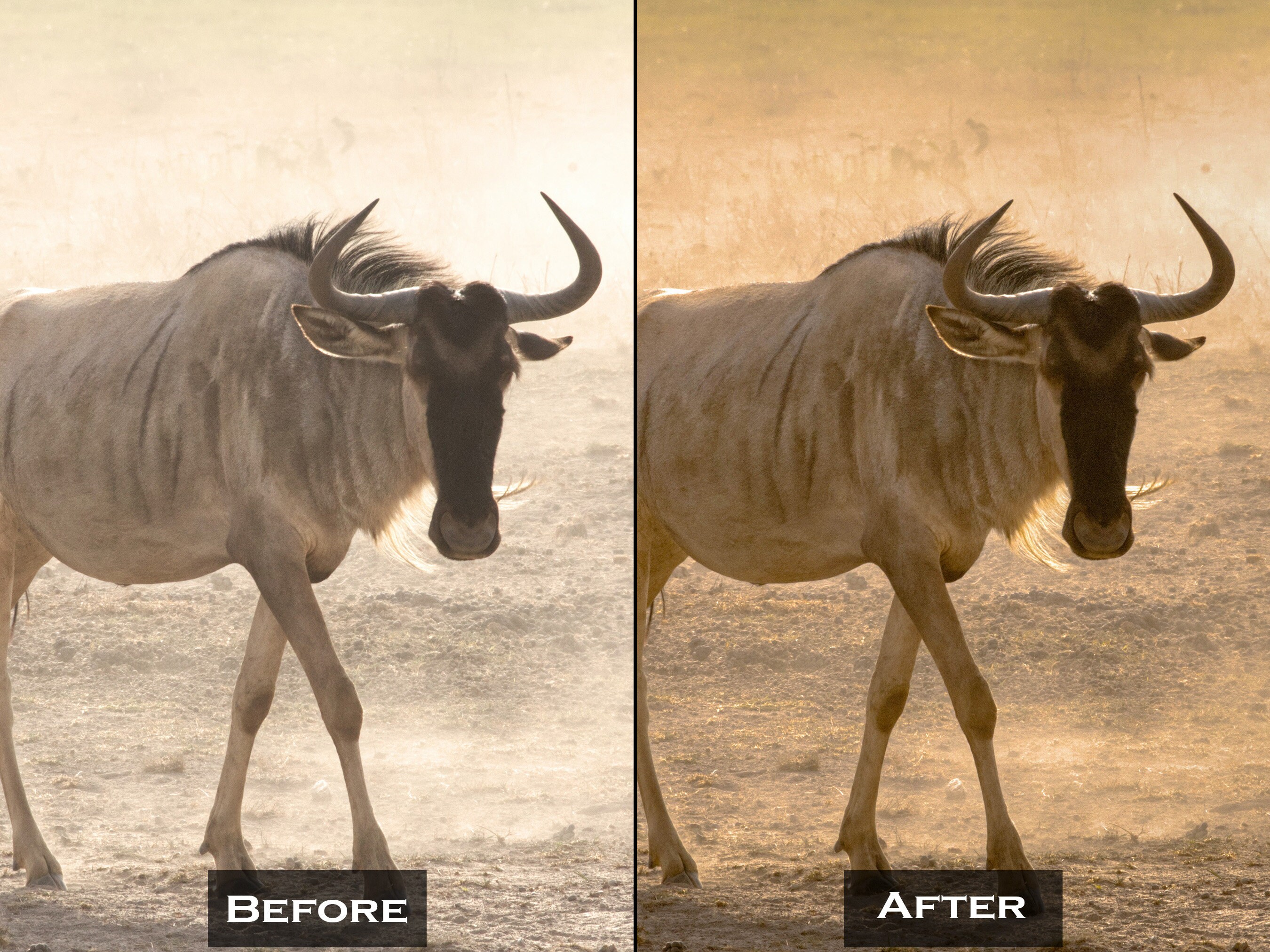 10 Safari Wildlife Lightroom Presets Pack | Mobile and Desktop ...