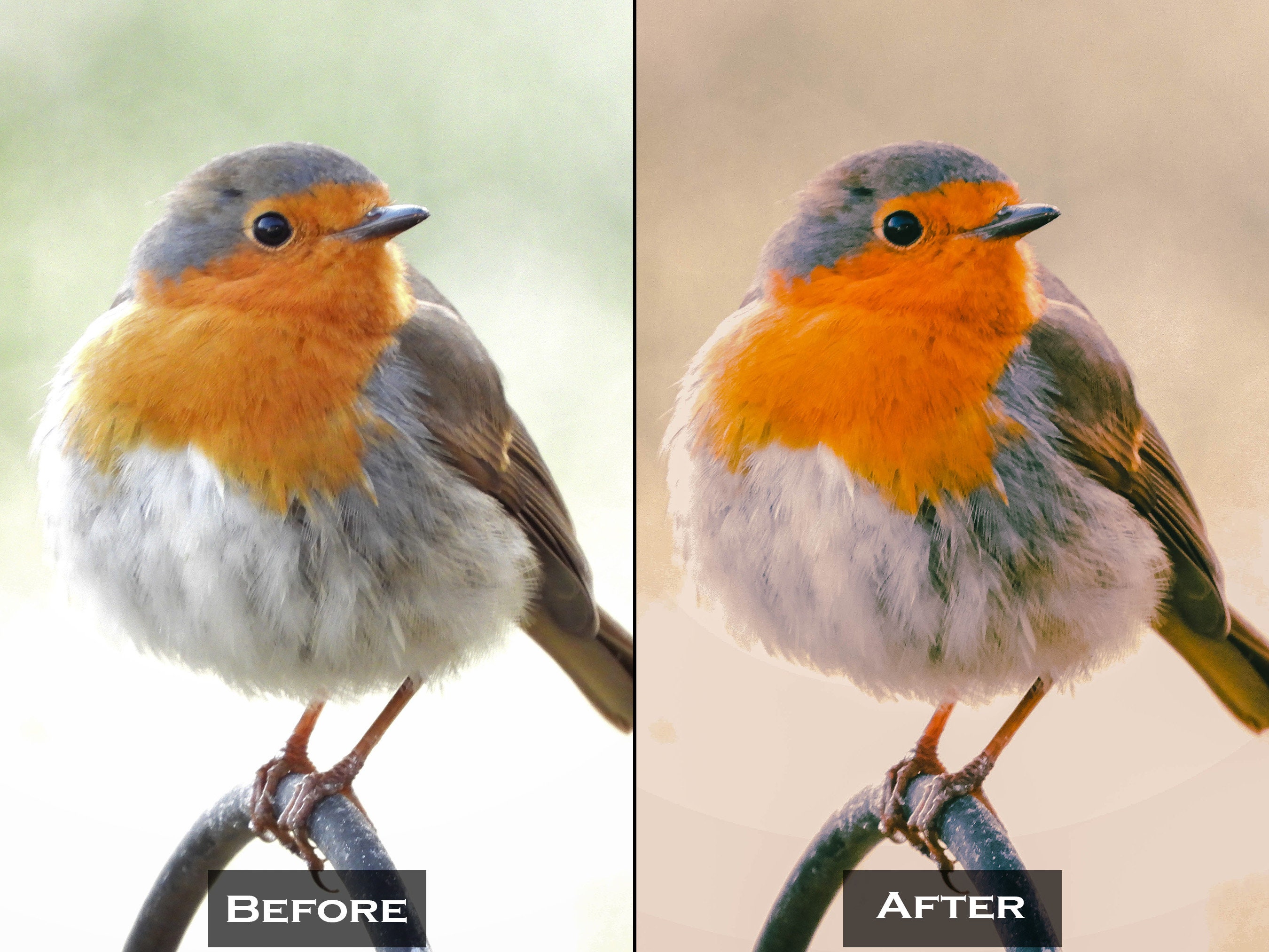 10 Bird Wildlife Lightroom Presets Pack | Mobile and Desktop Lightroom ...