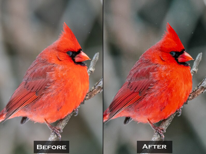 10 Bird Wildlife Lightroom Presets Pack Mobile and Desktop Lightroom ...