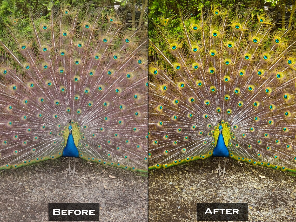 10 Bird Wildlife Lightroom Presets Pack Mobile and Desktop Lightroom ...