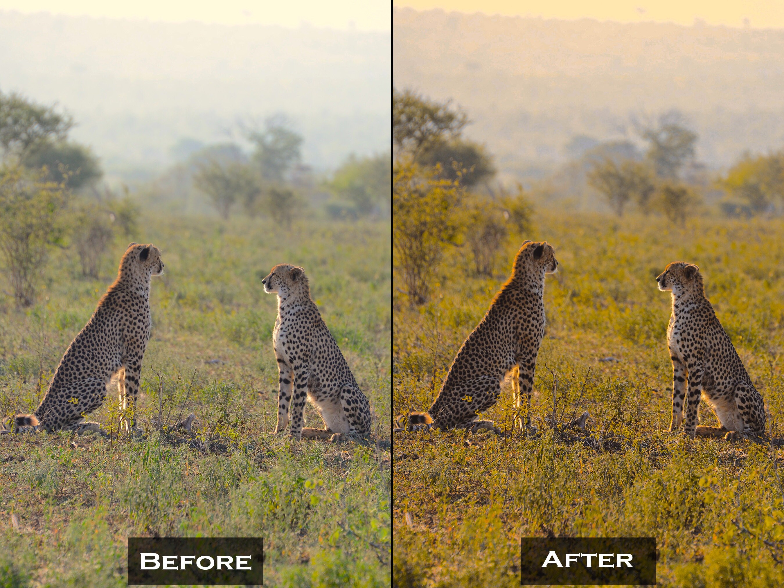 60 MEGA Wildlife Lightroom Preset Pack | Desktop Lightroom Presets ...