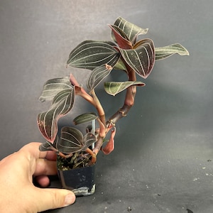Large Size Jewel Orchid, Ludochilus 'sea Turtle', Live House Plant ...