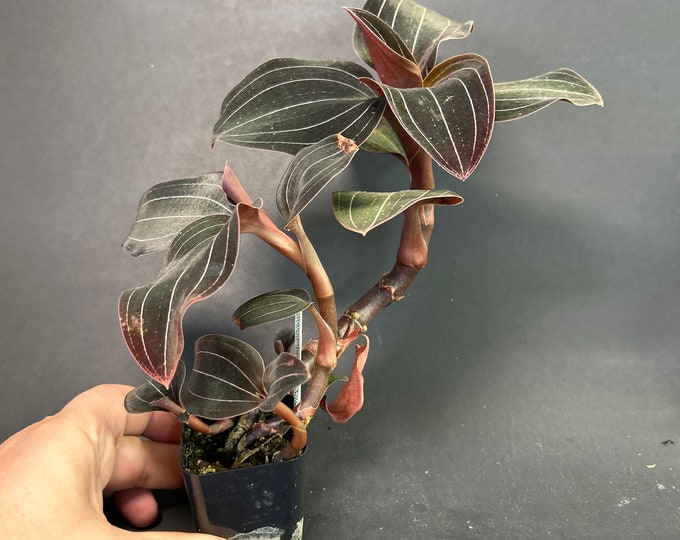 Large Size Jewel Orchid, Ludochilus 'sea Turtle', Live House Plant ...