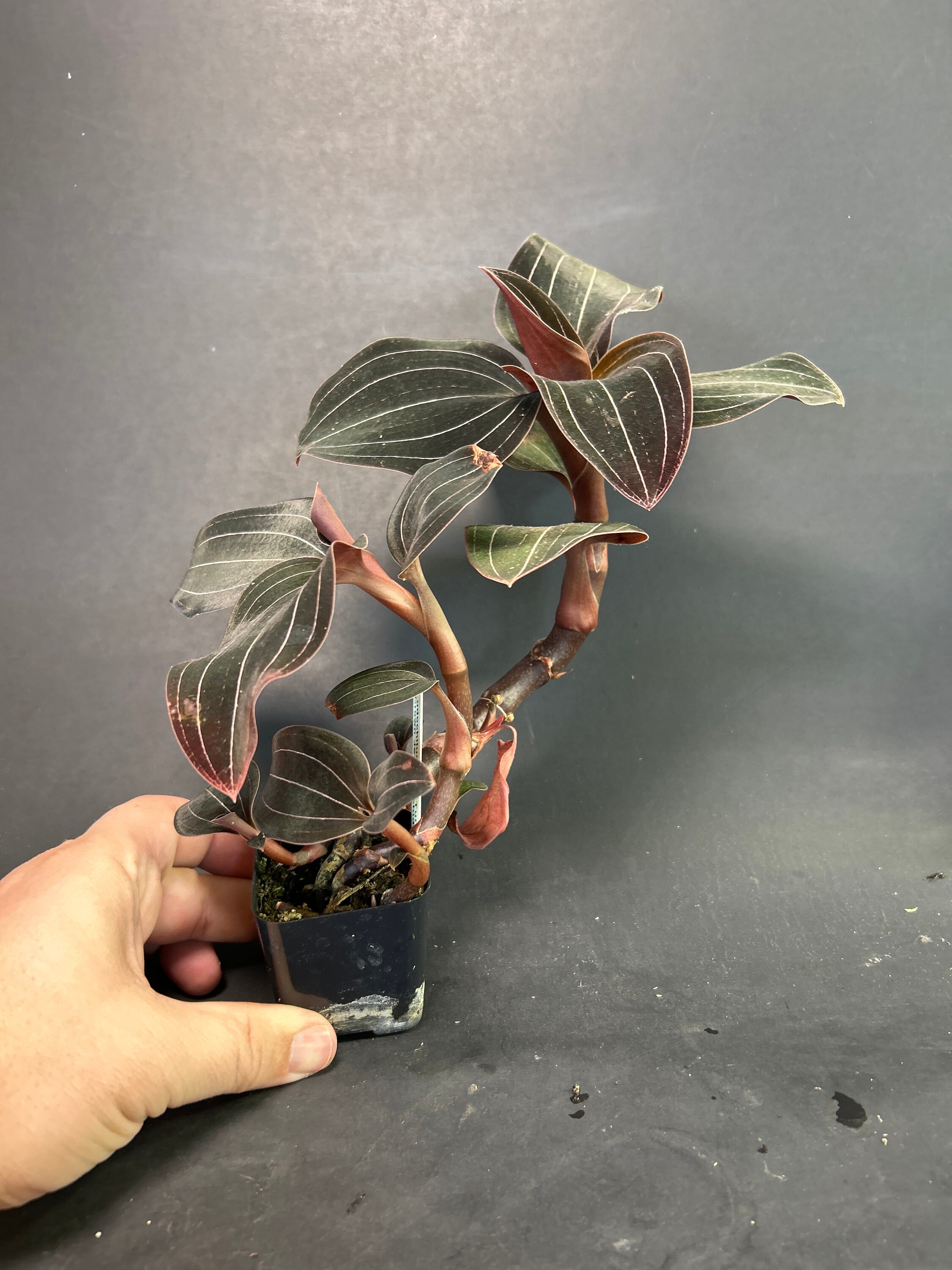 Large Size Jewel Orchid, Ludochilus 'sea Turtle', Live House Plant ...