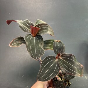 Large Size Jewel Orchid, Ludochilus 'sea Turtle', Live House Plant ...
