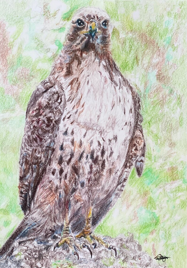 Hawk Drawing Colored Pencil Bird Nature Red Tailed Hawk - Etsy