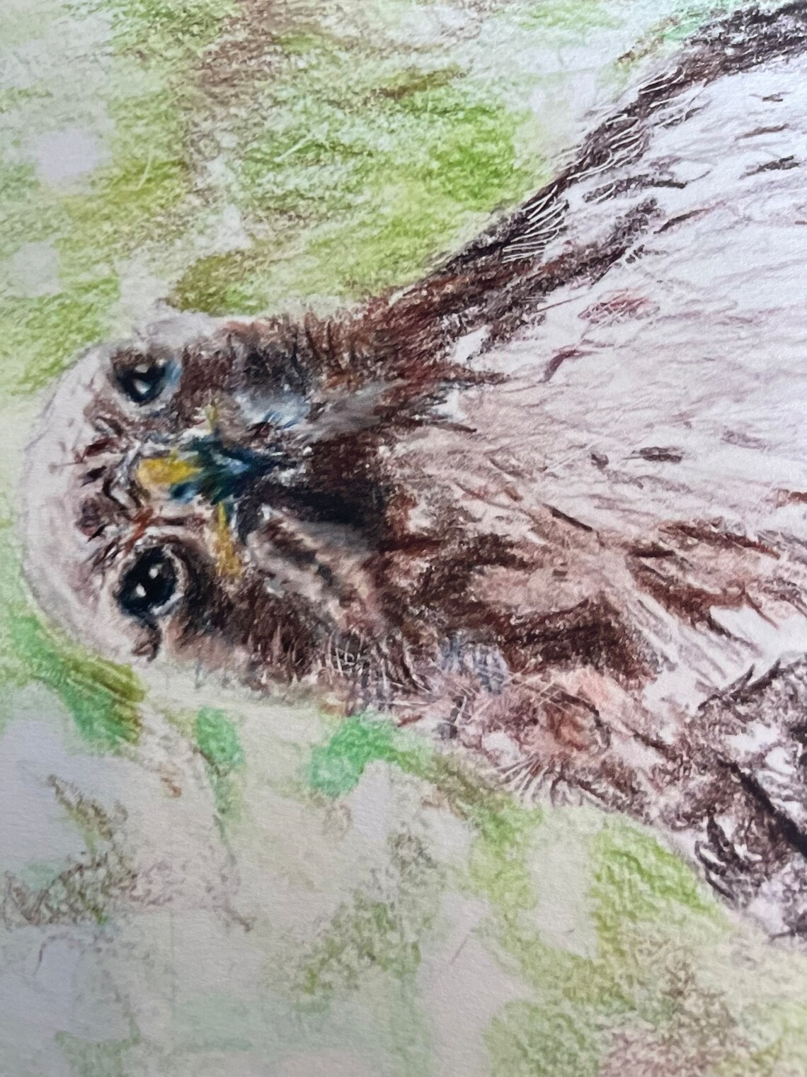 Hawk Drawing Colored Pencil Bird Nature Red Tailed Hawk - Etsy
