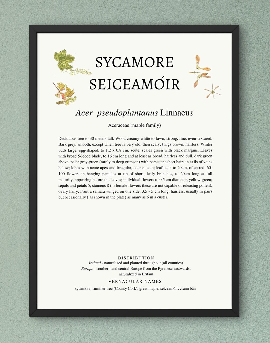Sycamore Tree, Native Irish Tree Print Series, Botanical Print, Irish ...