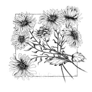 Botanical Sketch | Printable Digital Download | Aster September Flower ...