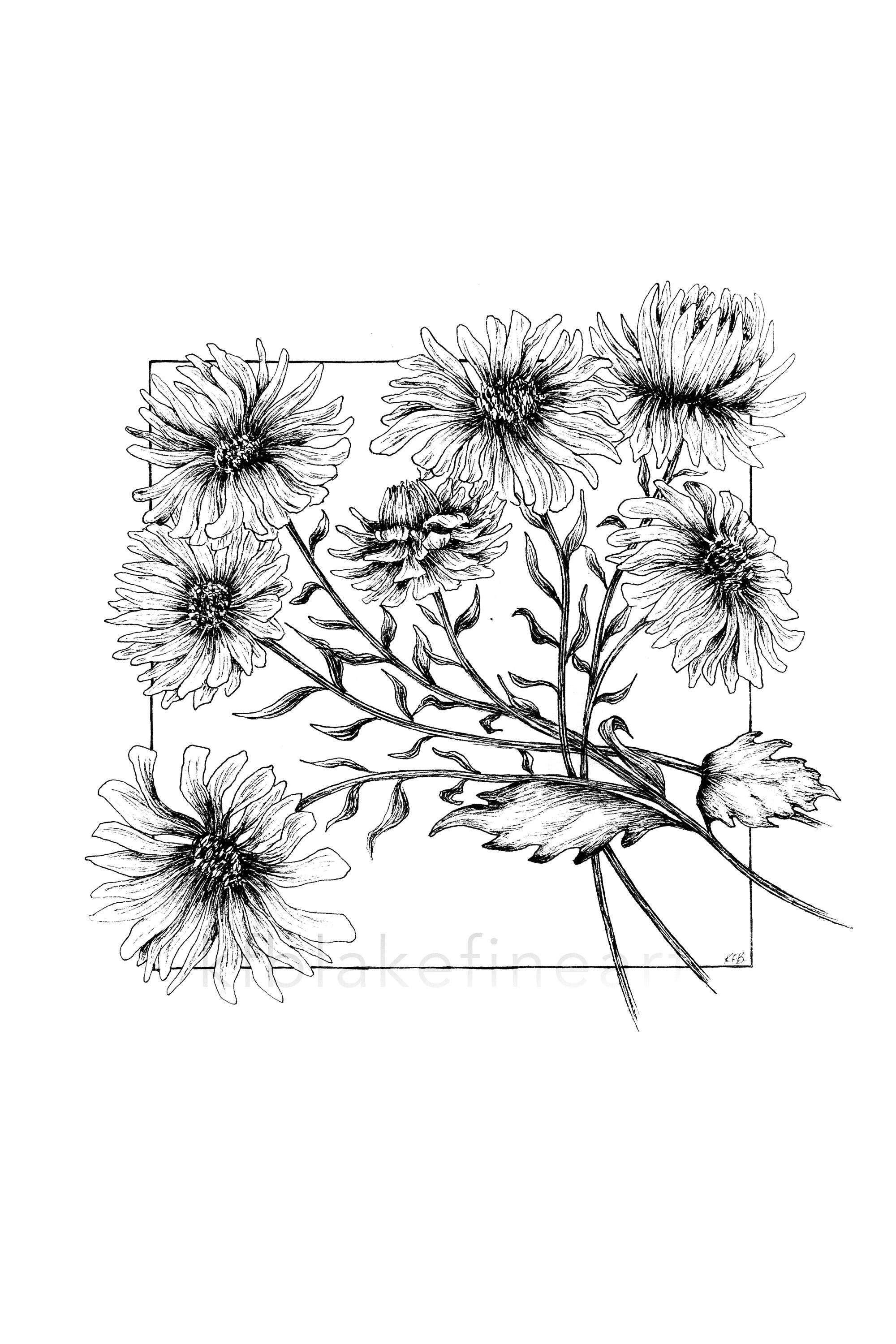 Botanical Sketch | Printable Digital Download | Aster September Flower ...