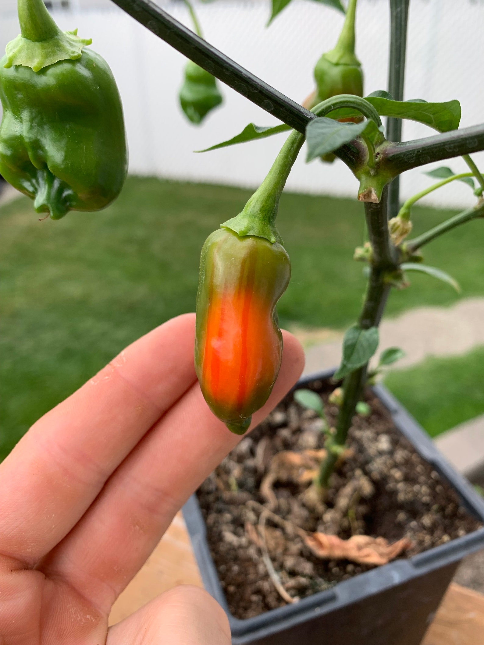 Tangerine Tiger Pepper Seeds - Etsy Canada