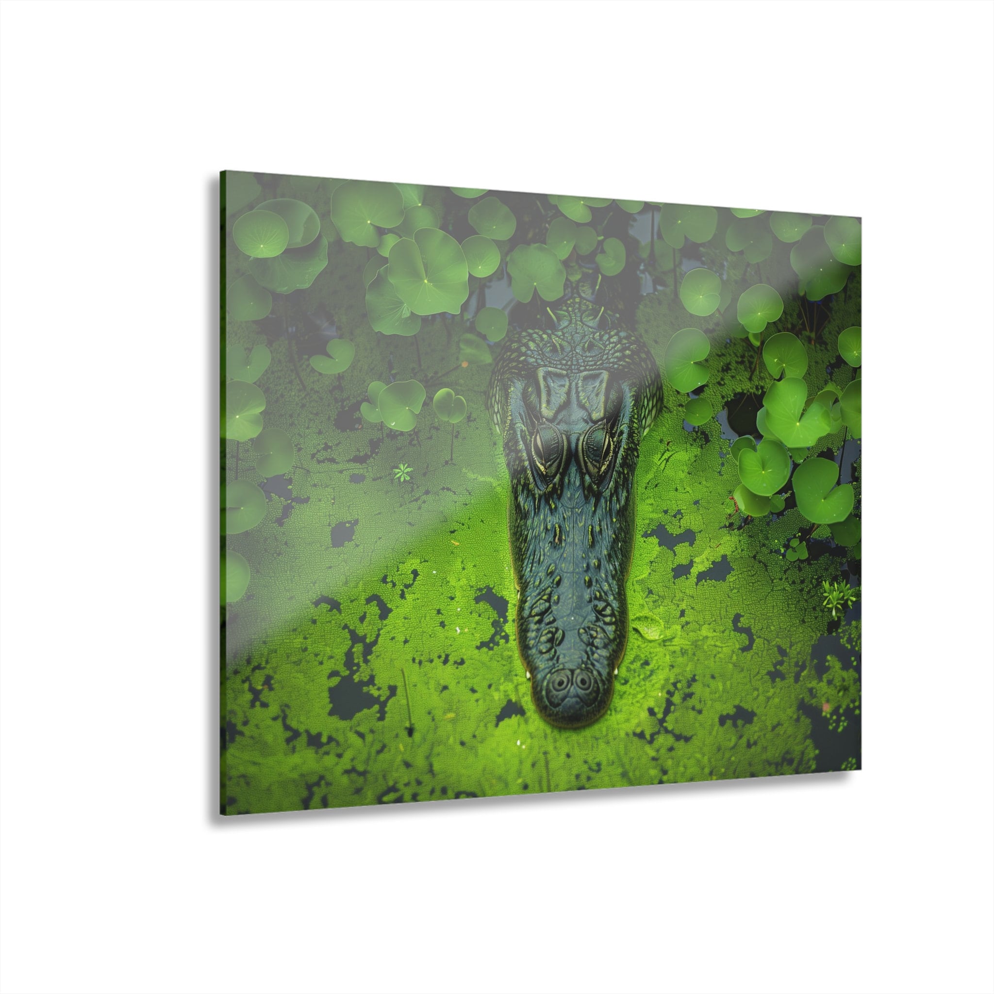 Alligator Acrylic Glass Wall Art, Everglades Swamp Photography - Etsy