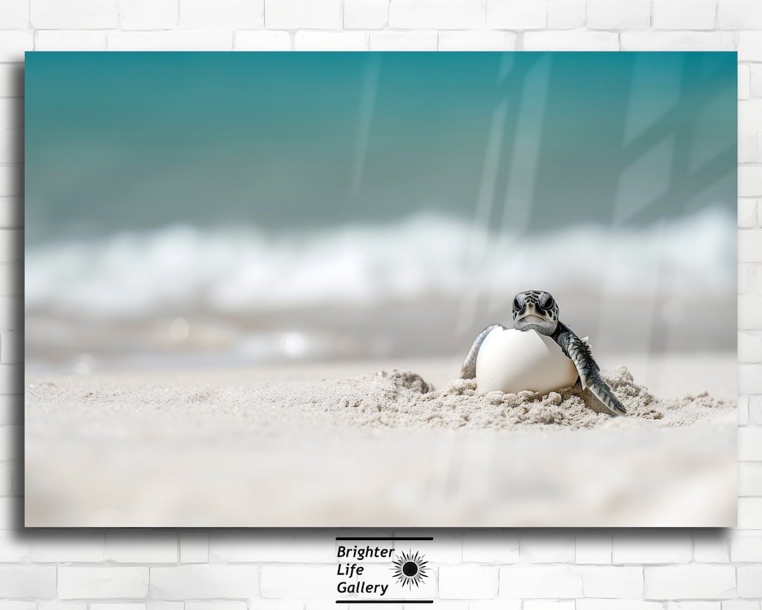 Baby Sea Turtle Hatching Acrylic Glass Print, Marine Wall Art - Etsy