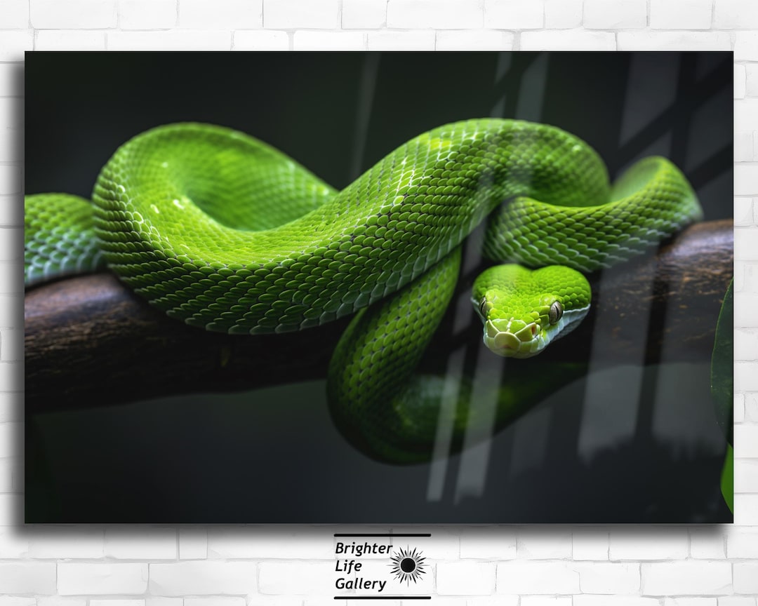 Green Viper Acrylic Print, Modern Snake Wall Art, Reptile Photography ...