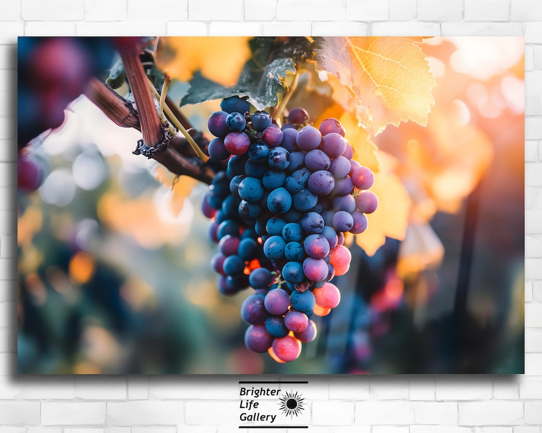 Grapevine Wall Art, Acrylic Glass Print, Napa Valley Wall Art ...