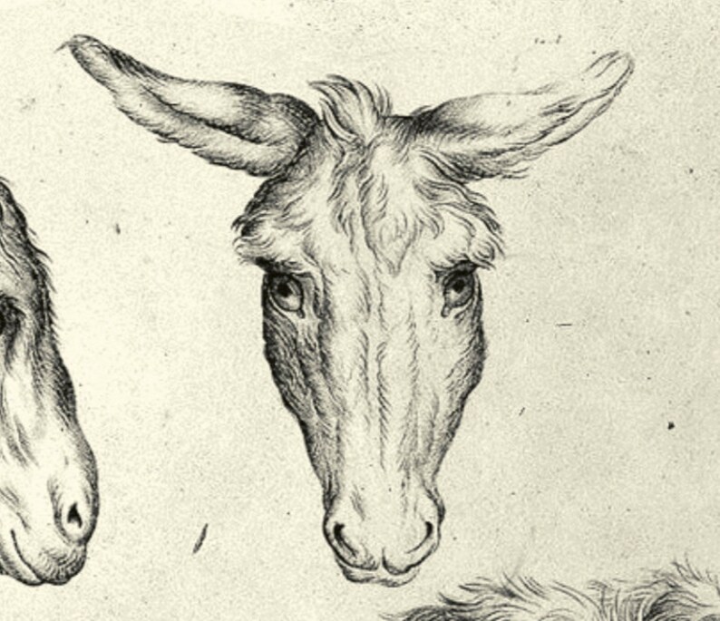 Donkey and Human by Charles Le Brun: 17th Century Poster - Etsy