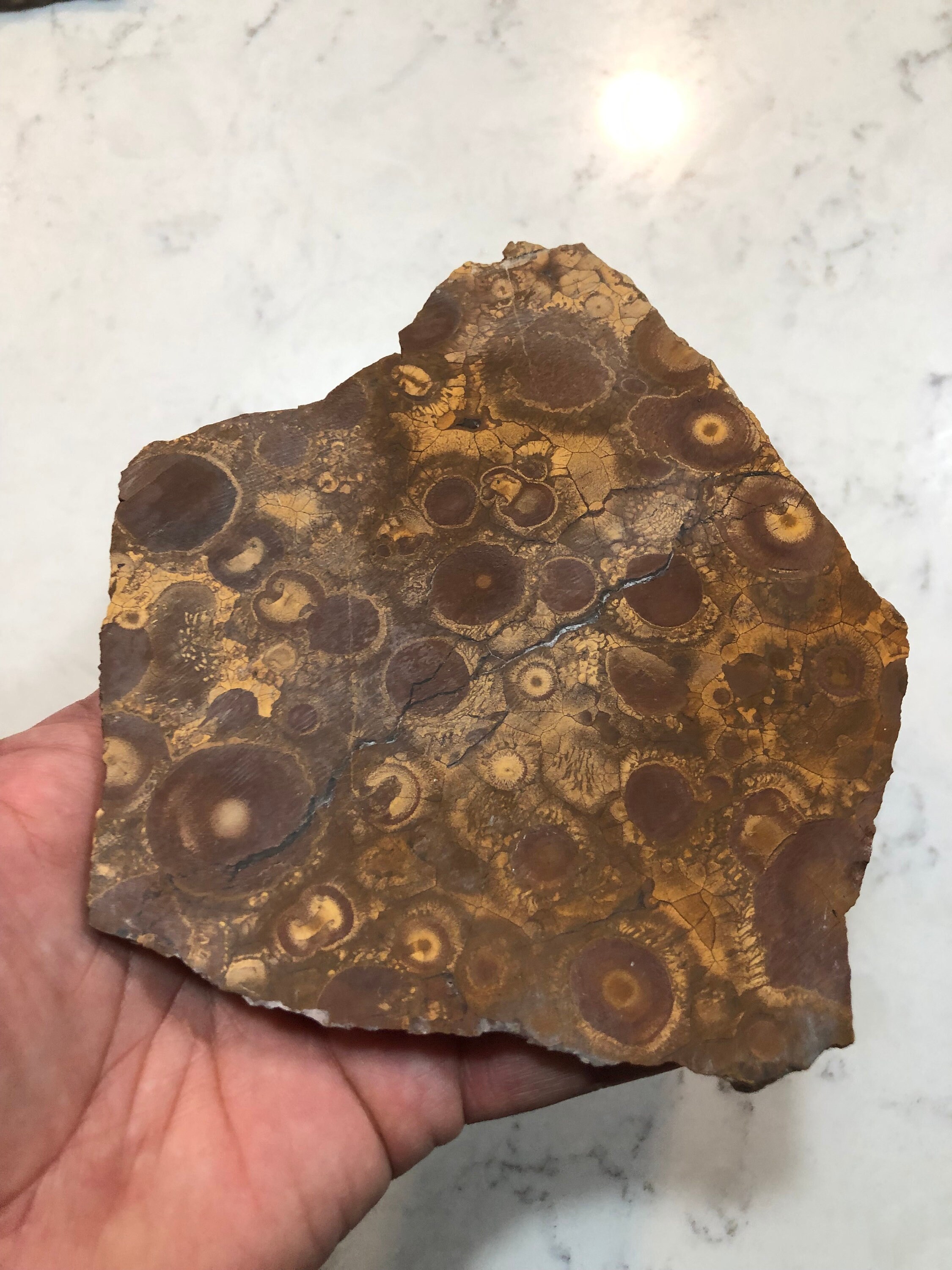 Bird's Eye Rhyolite 3 - Etsy