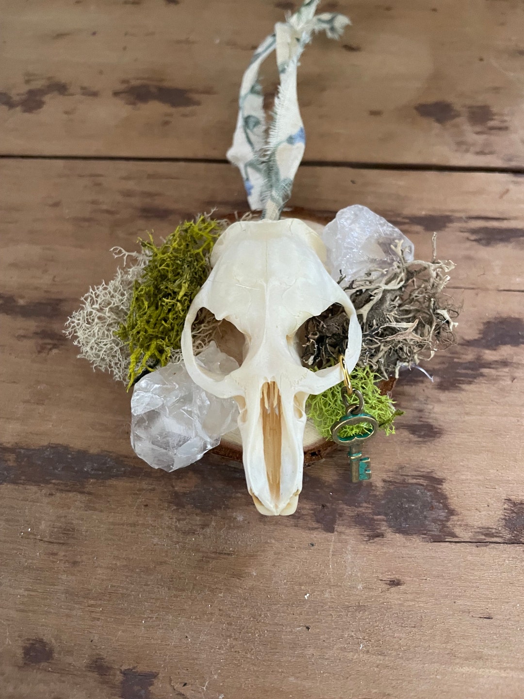 Real Muskrat Skull With Key Charm Hanger - Etsy