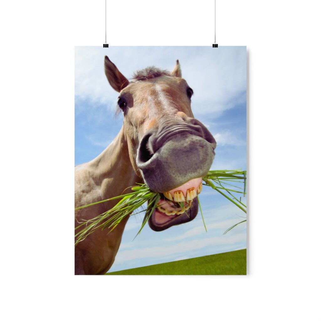 Un-framed Humorous Funny Horse Photo Poster | Museum Quality Paper ...