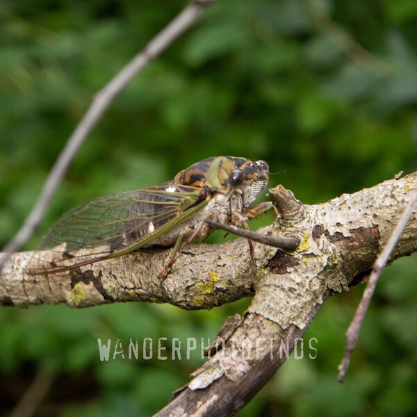 Cicada Art - Etsy