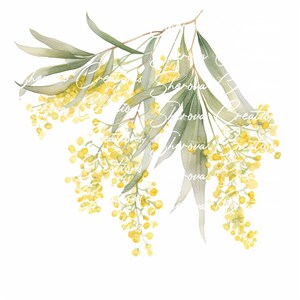 10 Wattle Clipart Bundle, Wall Art, Printable Watercolour, High Quality ...
