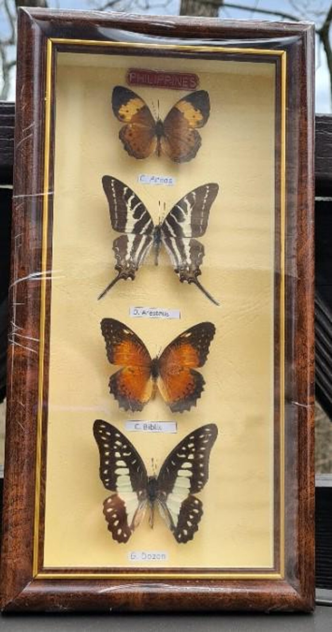 Tropical Butterfly Collection - Etsy