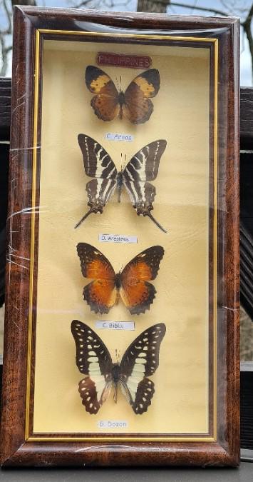 Tropical Butterfly Collection - Etsy