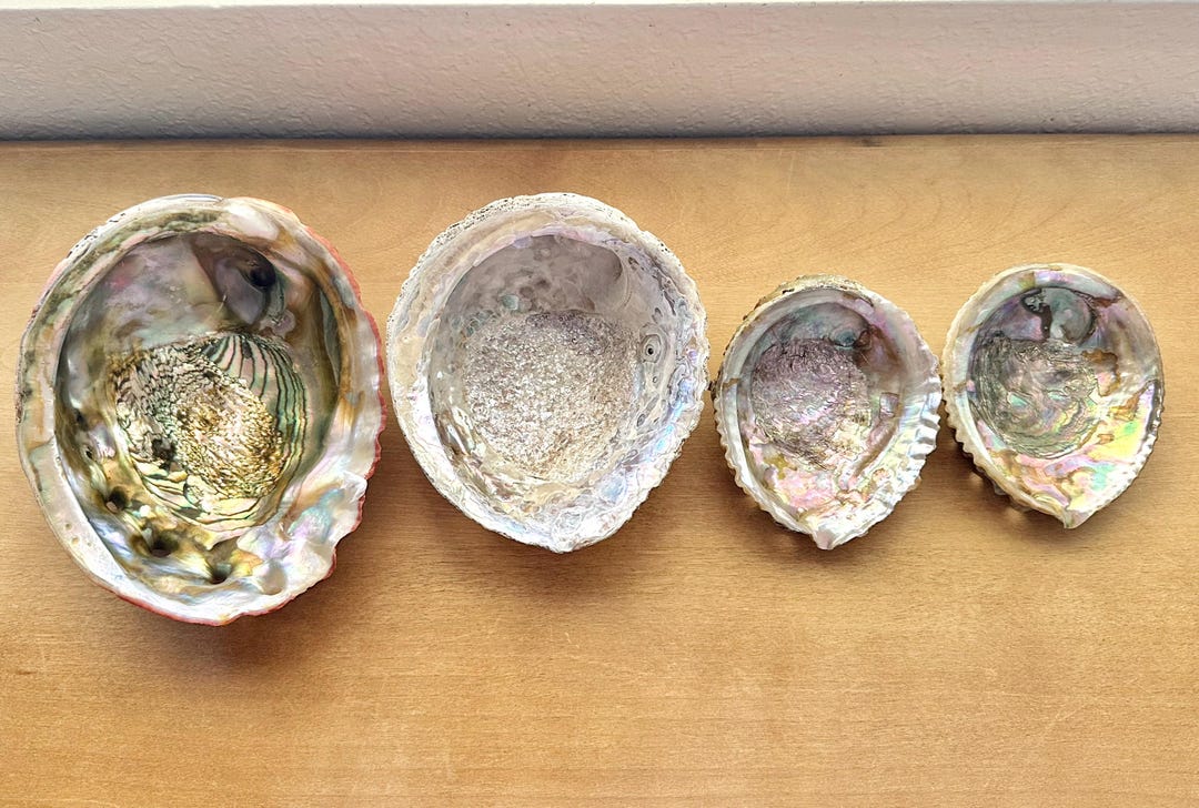 Abalone Shell Types Three Varieties to Choose in Large and Medium Size ...