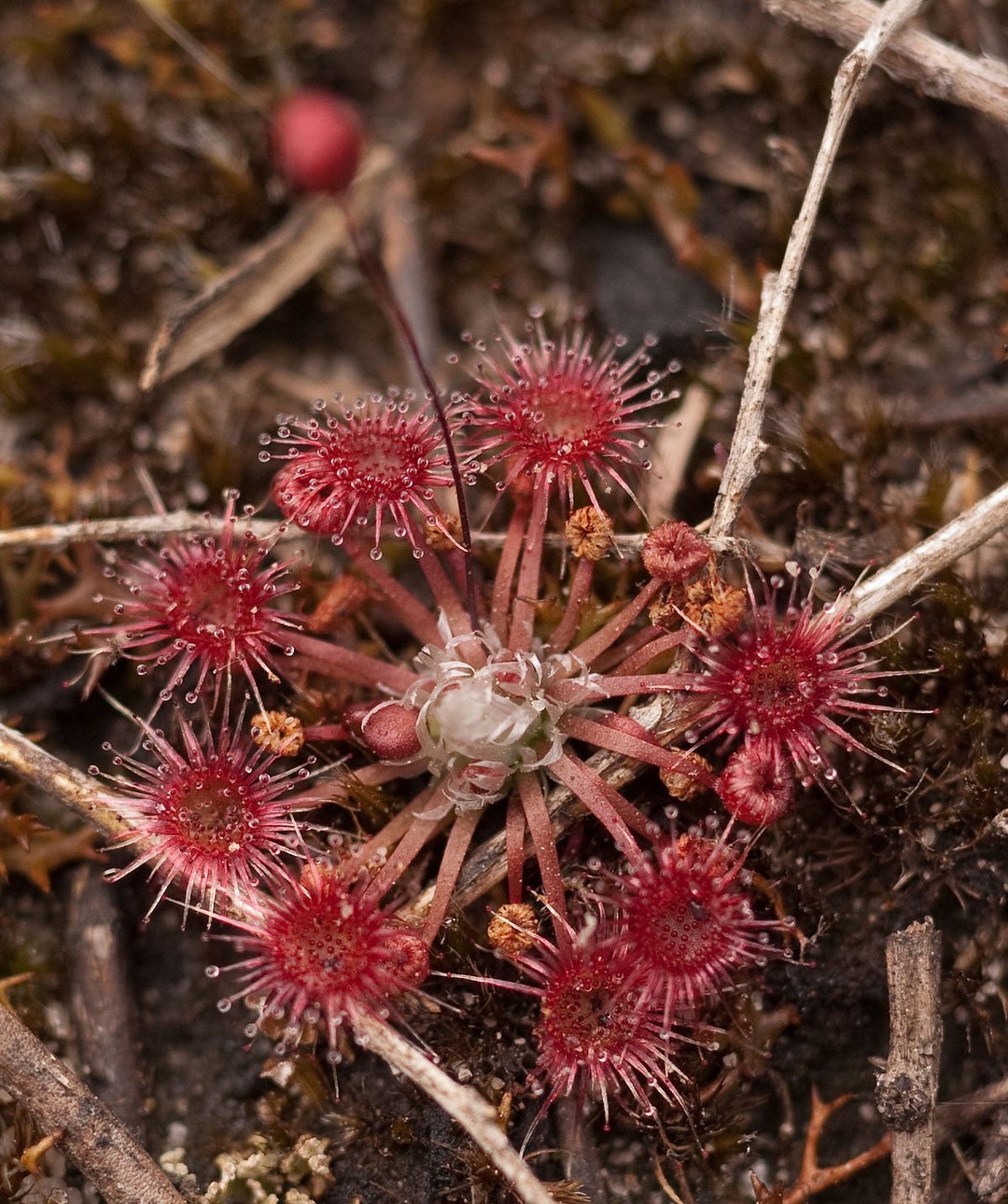 Drosera Pygmaea - Etsy