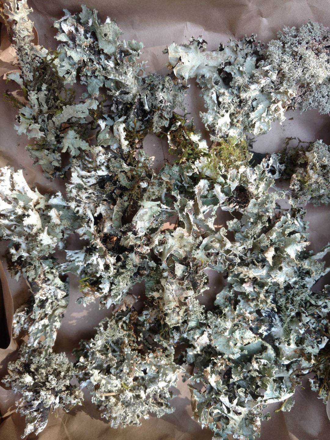 Parmelia Sulcata / Shield Lichen 100% Natural - Etsy