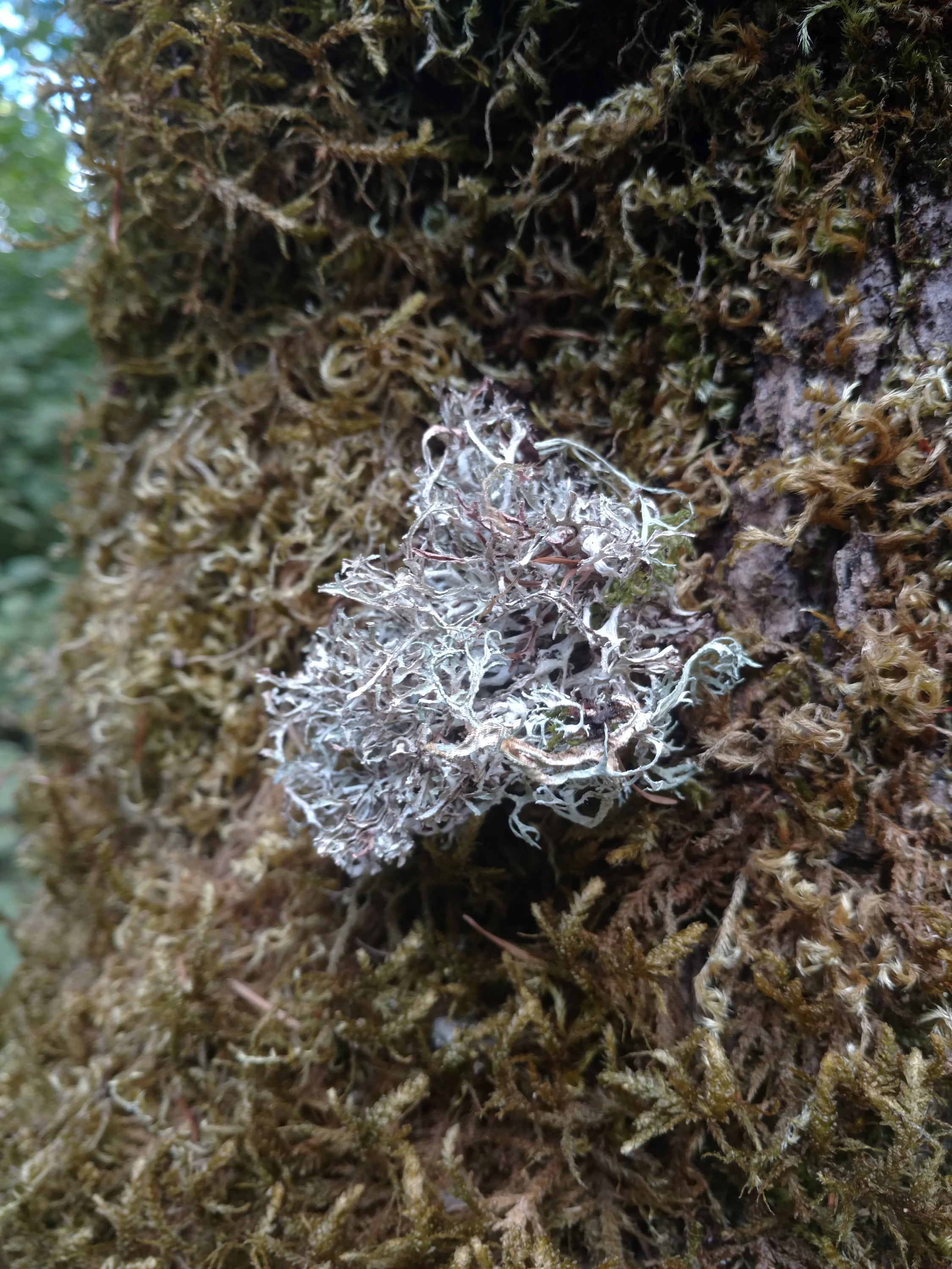 Oakmoss Lichen - Evernia Prunastri - 100% Natural - Etsy