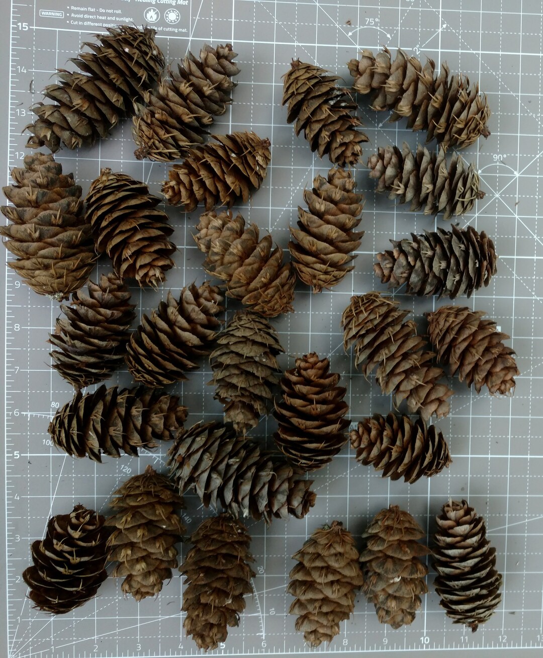 Douglas Fir Cones, 100% Natural - Etsy