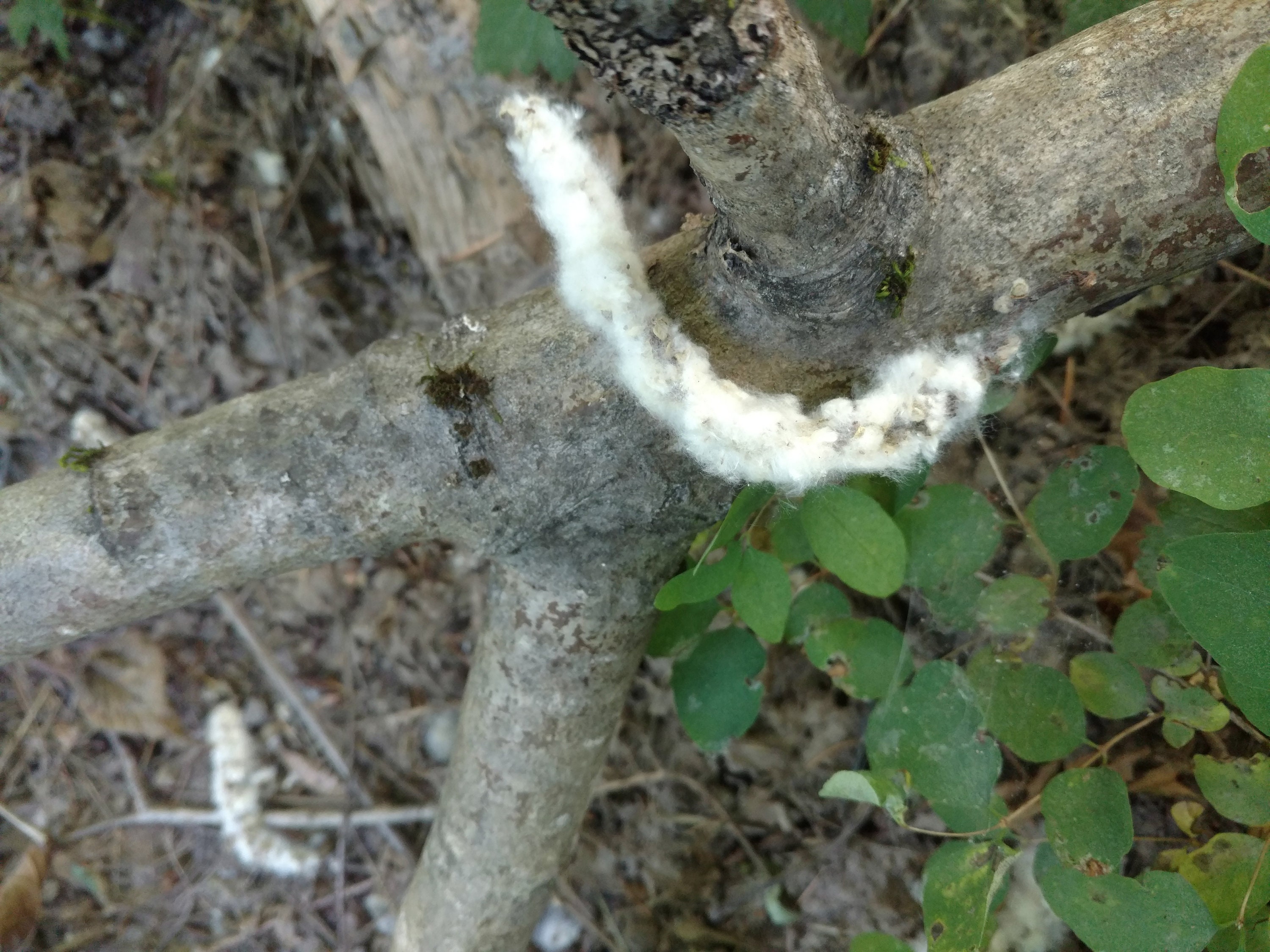 Cottonwood Seed Puffs - 100% Natural - Etsy