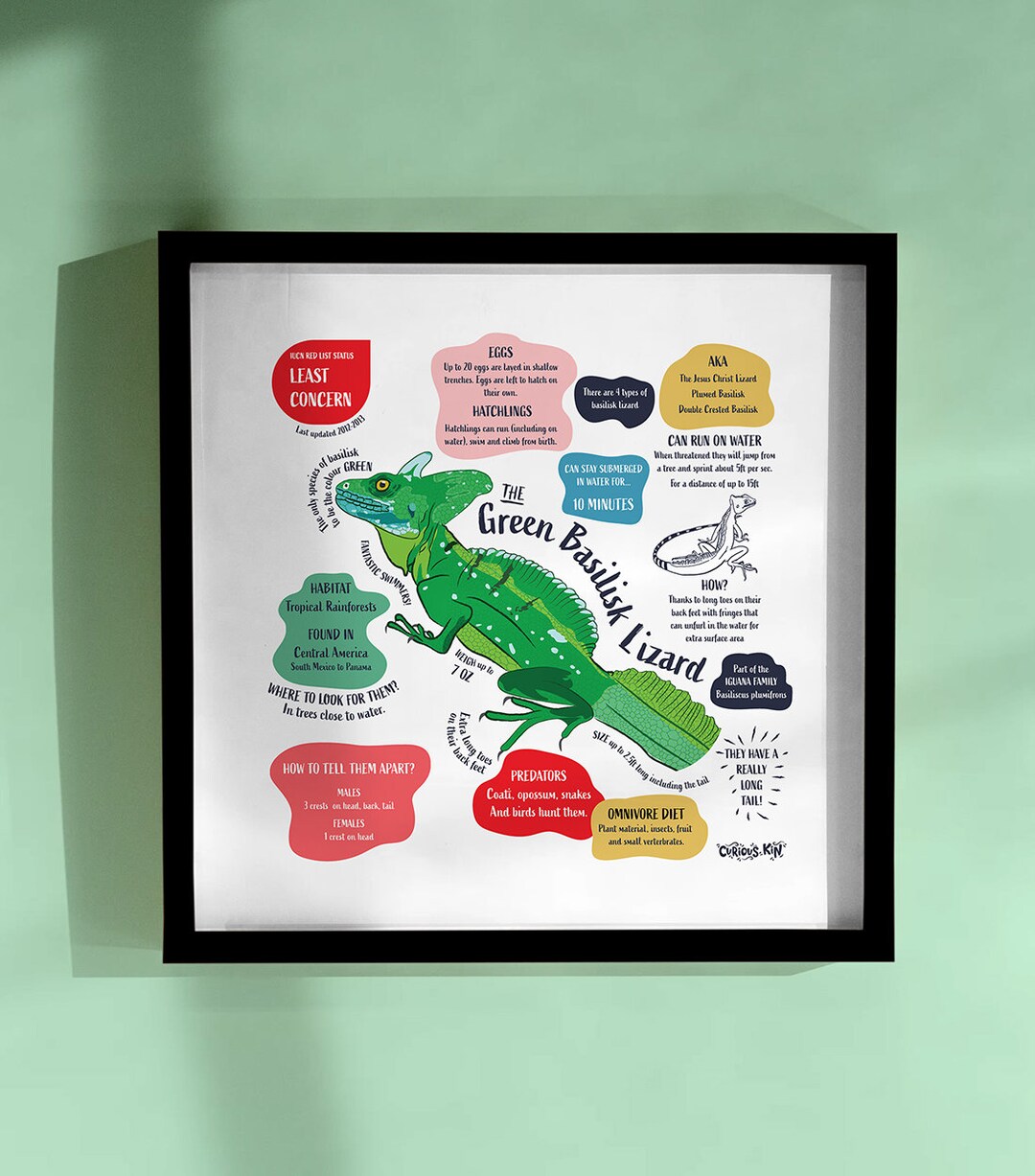 Green Basilisk Fun Facts, Jesus Christ Lizard, Lizard Illustration ...