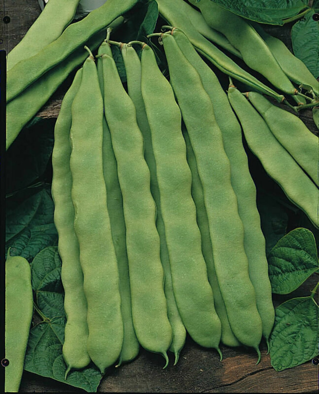 Climbing Bean Helda 40 Seeds - Etsy UK