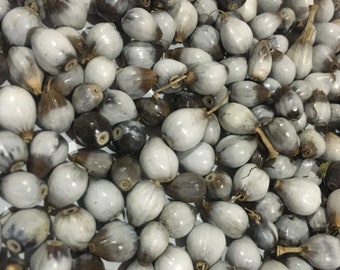 Natural Jobs Tears Seeds Beads Drilled Box 150 Pcs.coix Lacryma Bulk ...