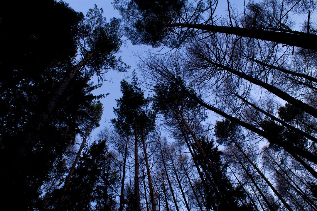 Trees Silhouette Canvas Blue Hour Night Nature Landscape Canvas Print ...
