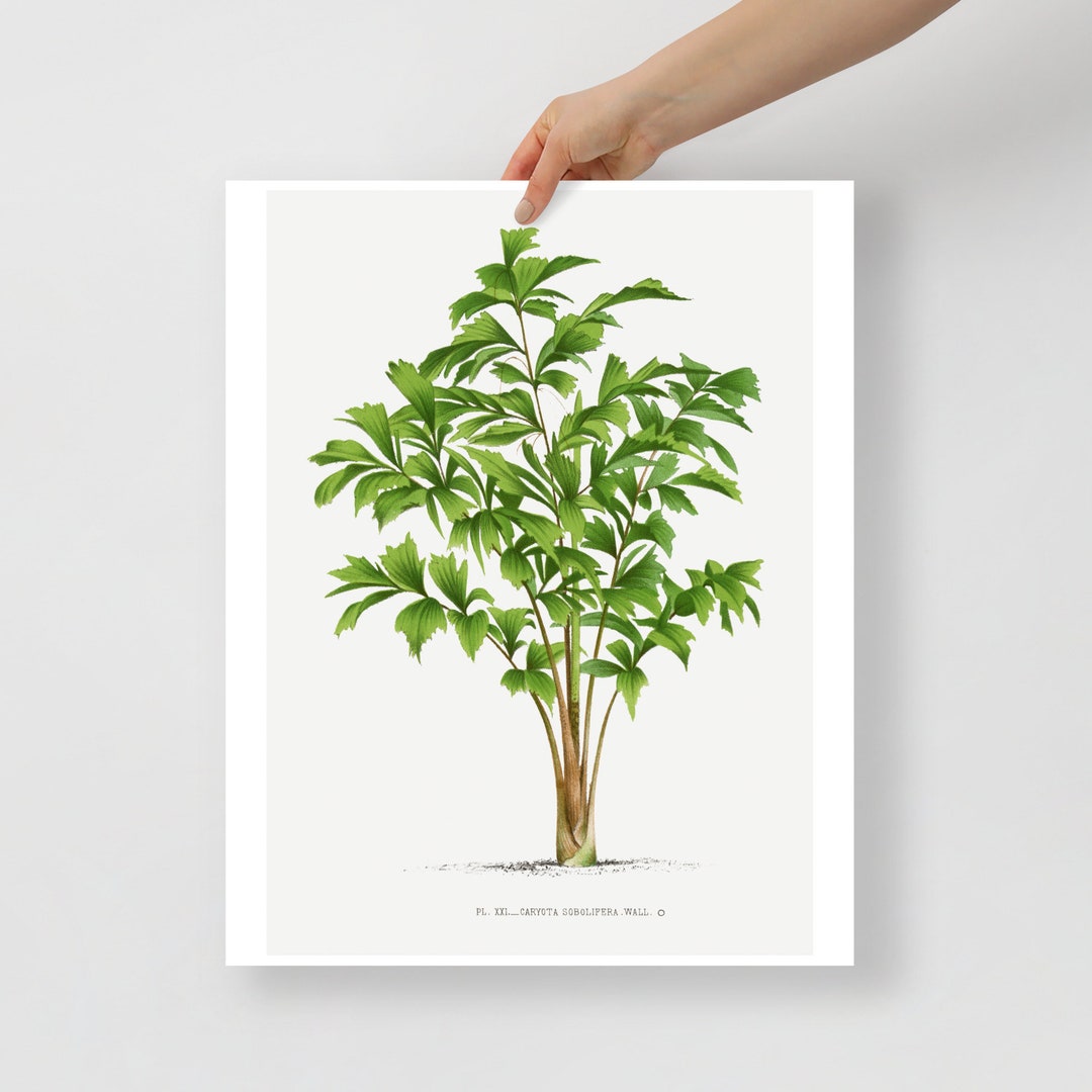 Vintage Palm Tree Illustration 5 Poster - Etsy